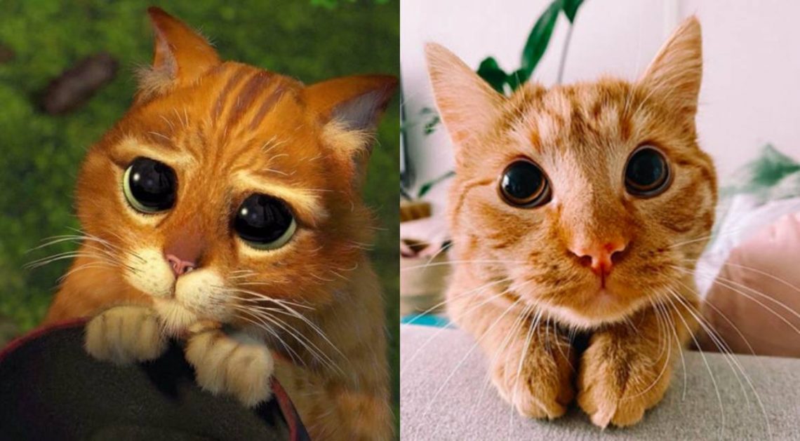 Gato imita na perfeição o “gato das botas” sempre que quer docinhos ...